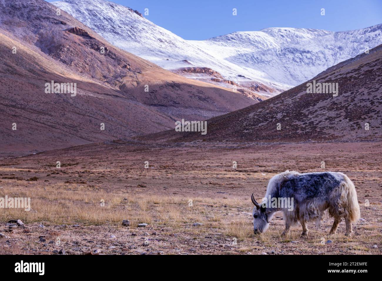 Domesticated yak asia hi-res stock photography and images - Alamy