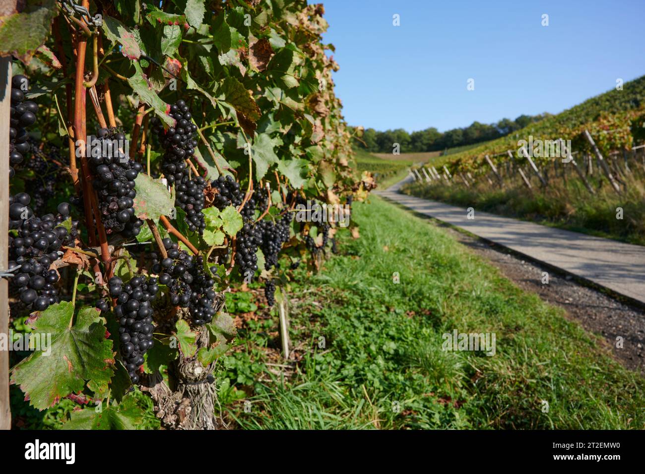 Rote wein hi-res stock photography and images - Alamy