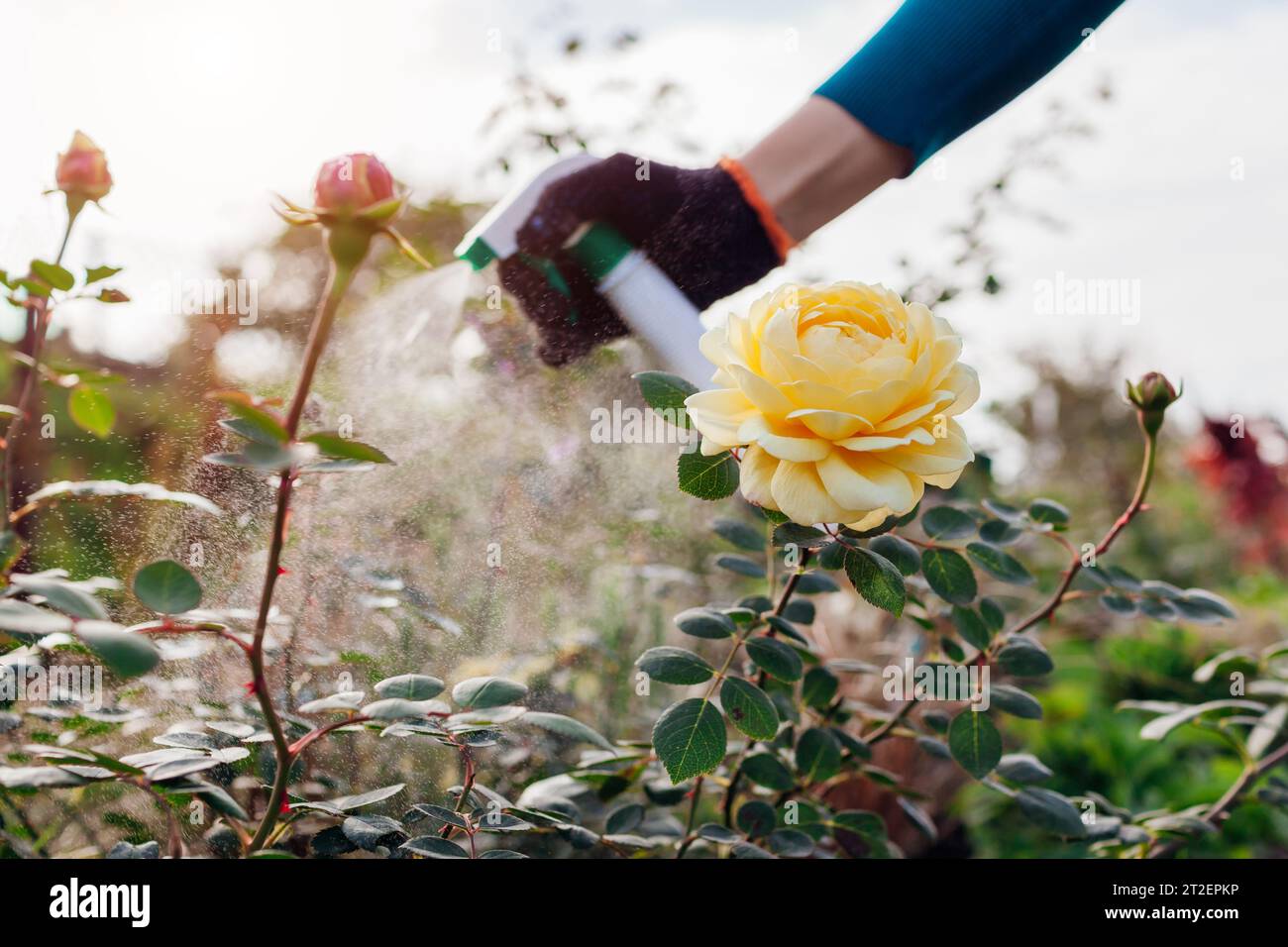 Close up of english Charles Darwin rose flower. Gardener sprays with ...