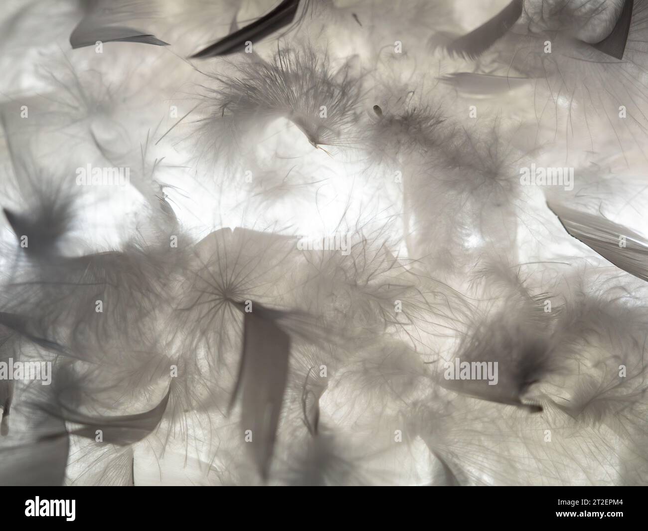 The feather is translucent in the light. The background of feathers and ...