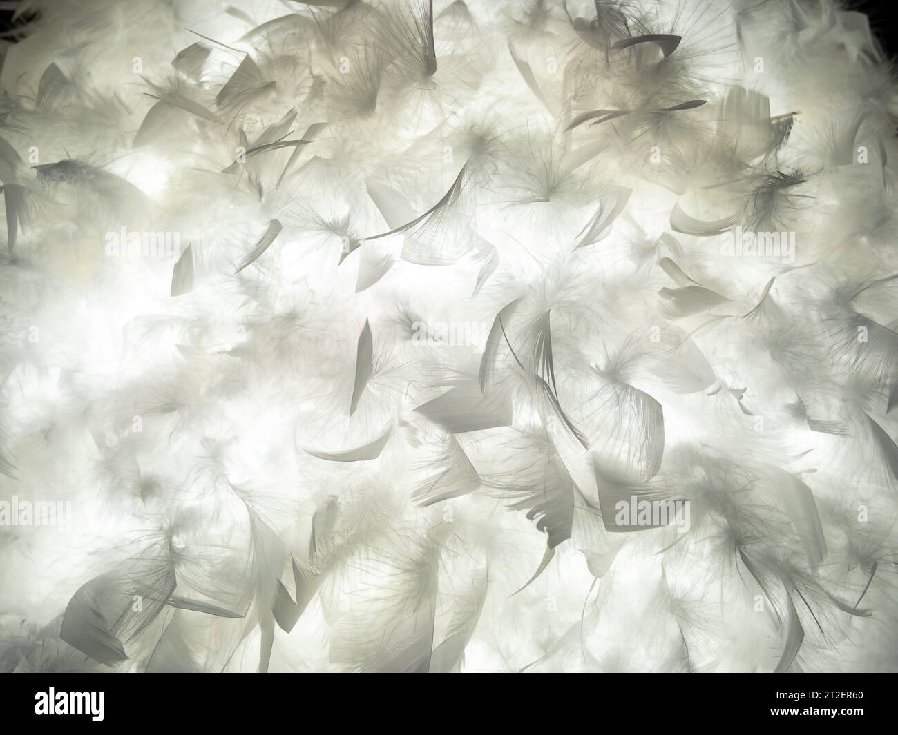 The feather is translucent in the light. The background of feathers and ...
