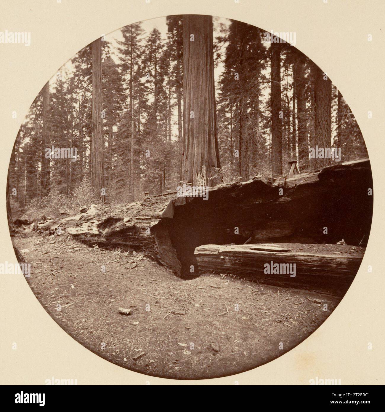 Mammoth Three Grove Hotel Calaveras Co Cal. Carleton E. Watkins ...