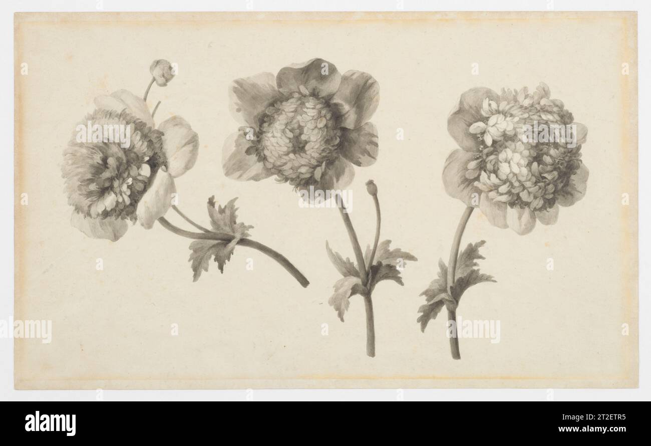 Three Peonies Anne Vallayer-Coster French ca. 1810 View more. Three ...