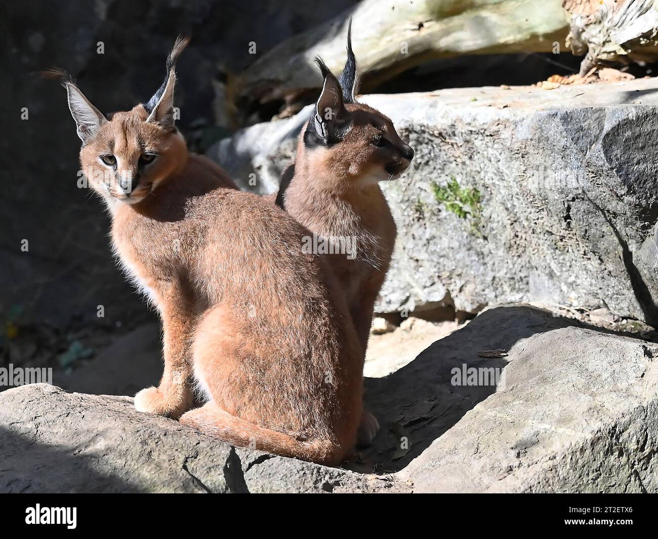 Caracal (Caracal caracal) cubs at the Jihlava Zoo, Czech Republic ...