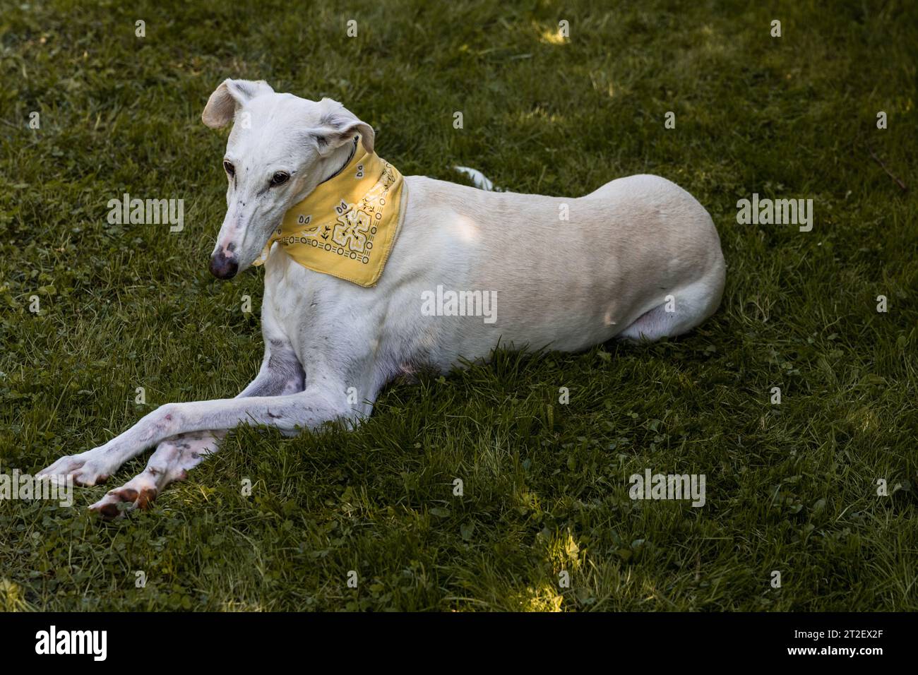 Greyhound lying in the garden resting with a regal pose Stock Photo - Alamy