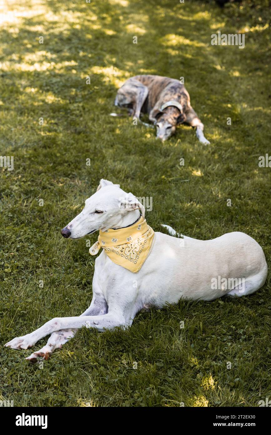 Picture of two greyhounds in the field in relaxed posture Stock Photo ...