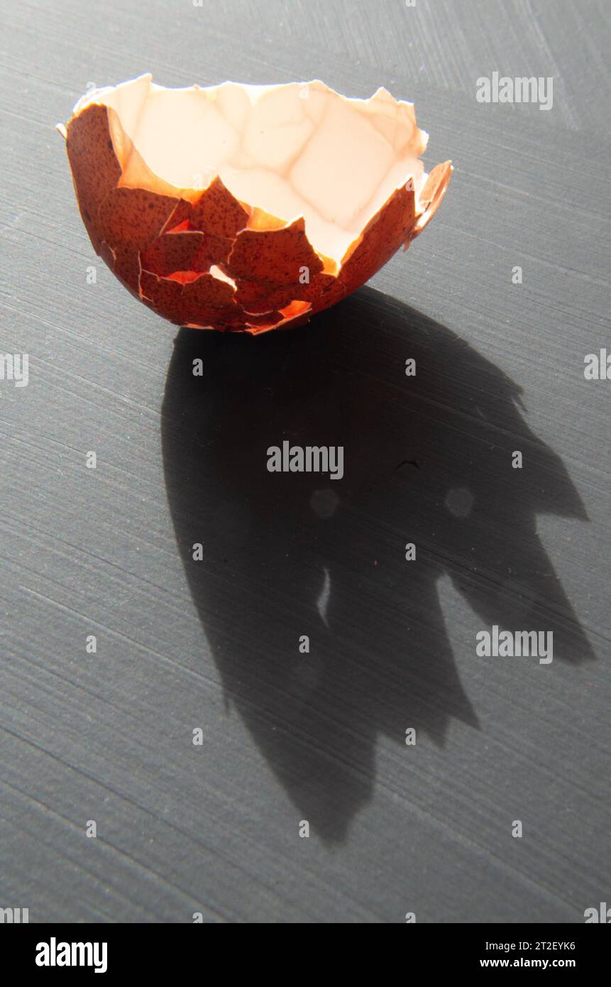 Empty eggshell hi-res stock photography and images - Alamy