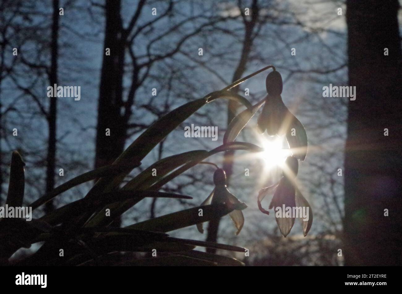 Evening bloomer hi-res stock photography and images - Alamy