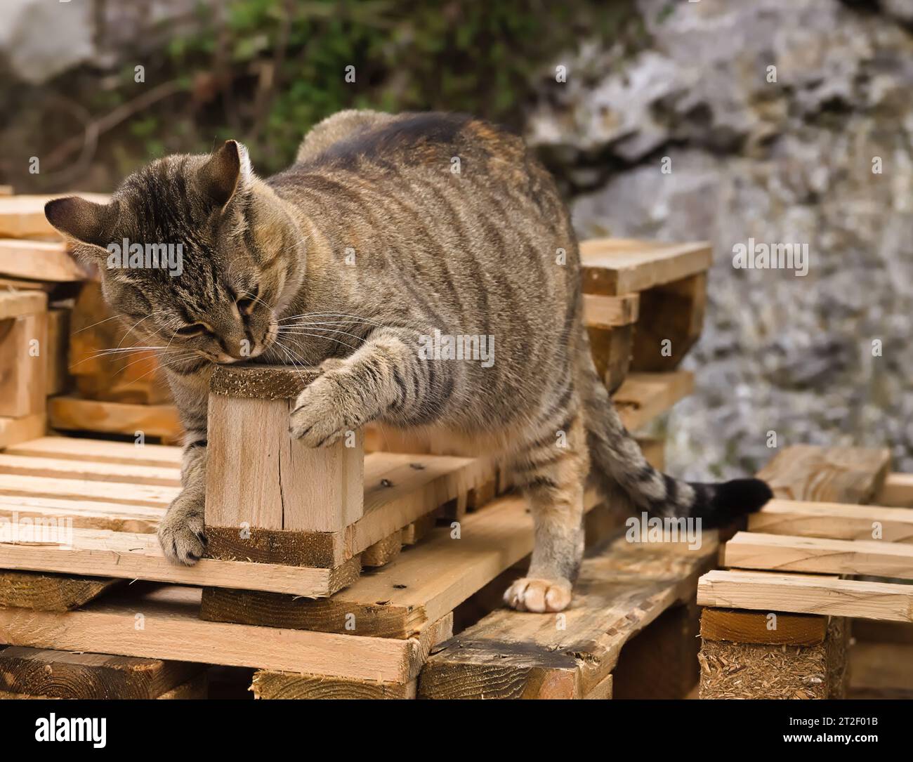 Adult Tabby Cat Marking Area with Cheek Stock Photo - Alamy