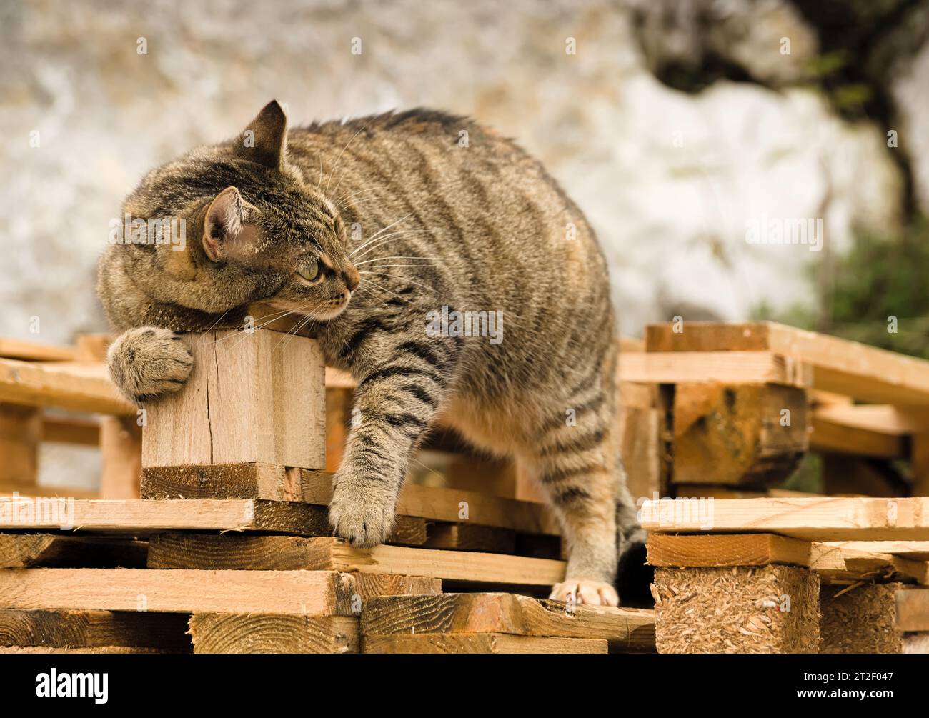 Adult Tabby Cat Marking Area with Cheek Stock Photo - Alamy