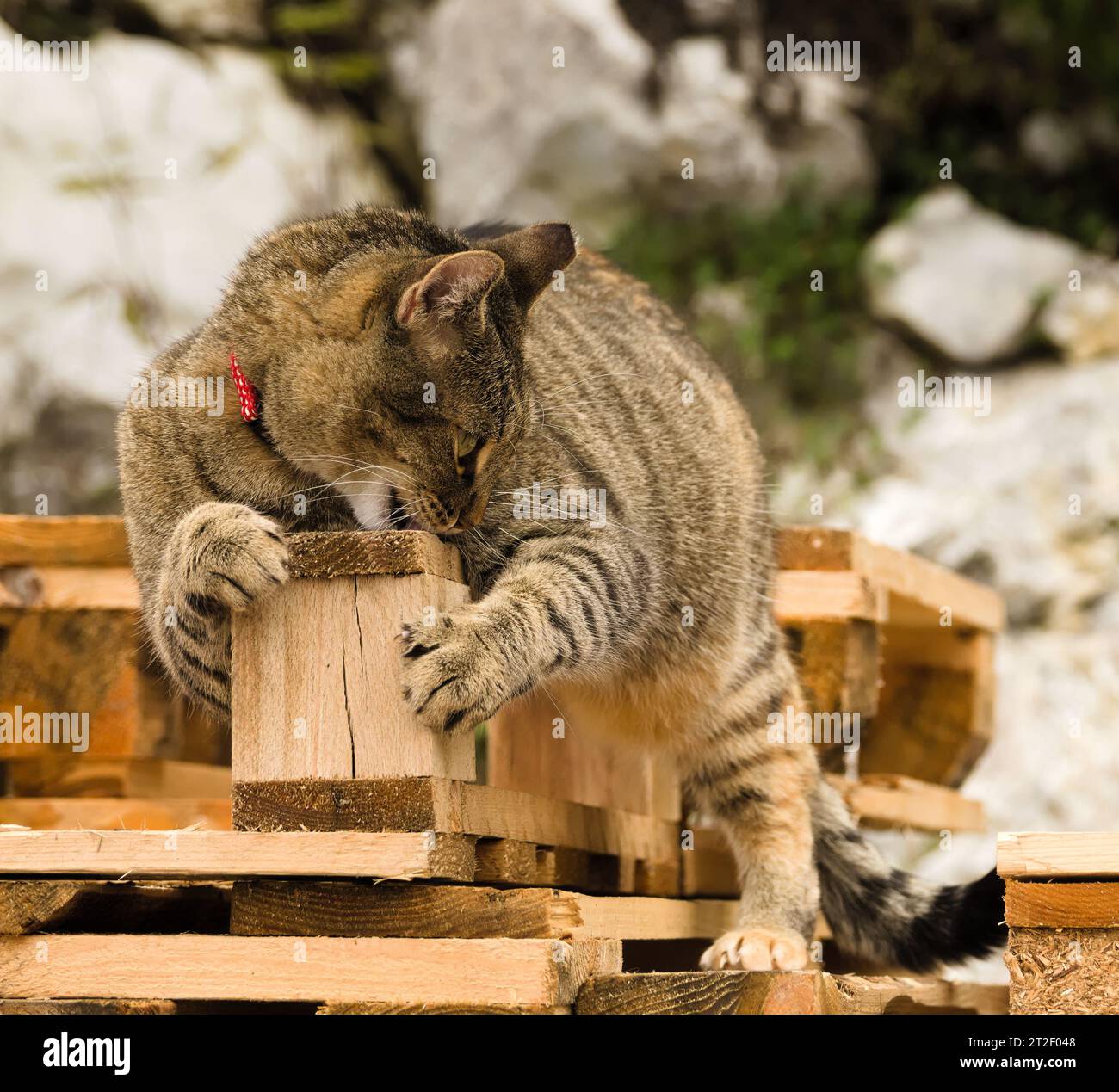 Adult Tabby Cat Marking Area with Cheek Stock Photo - Alamy