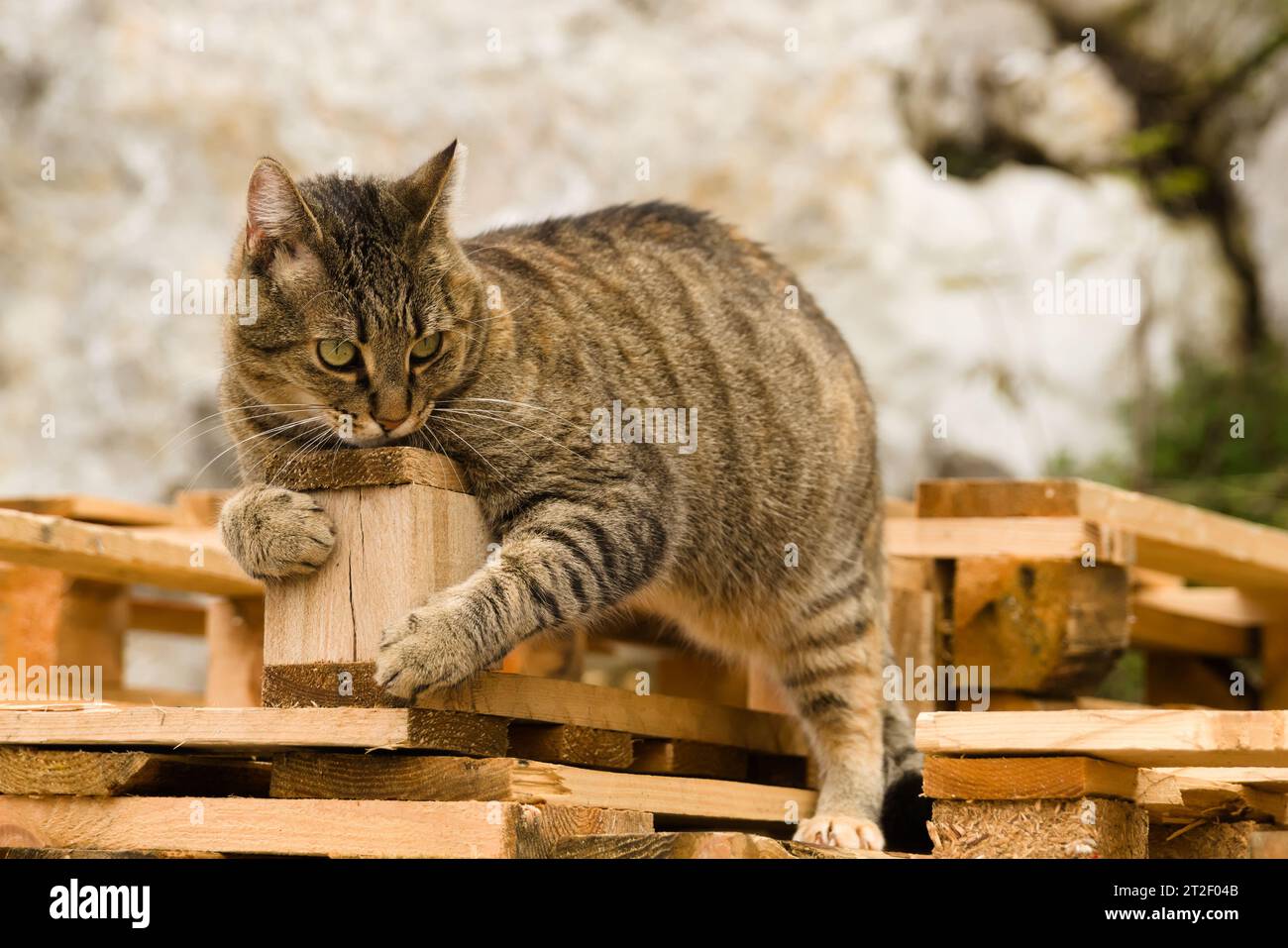 Adult Tabby Cat Marking Area with Cheek Stock Photo - Alamy