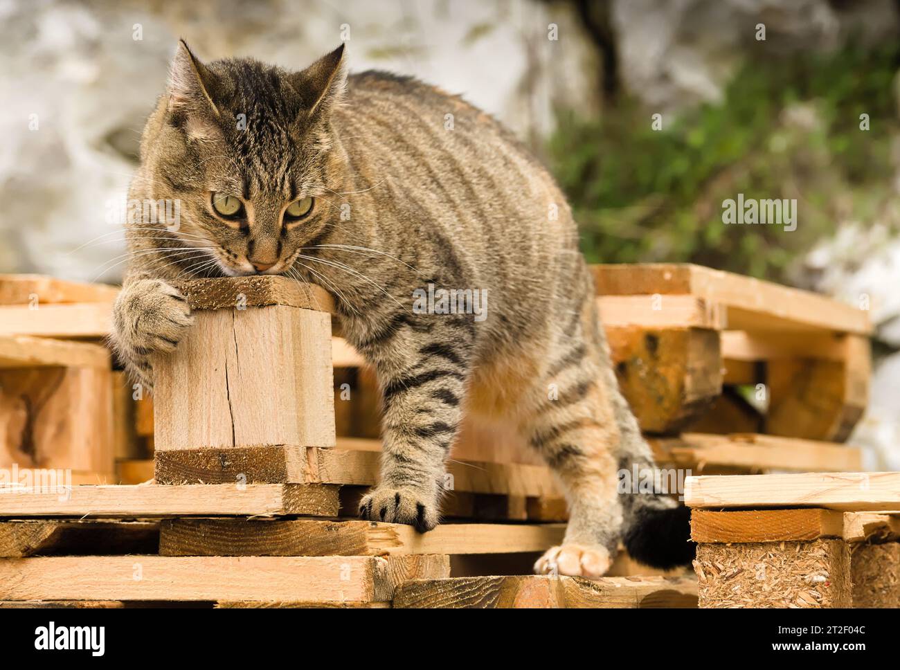 Adult Tabby Cat Marking Area with Cheek Stock Photo - Alamy