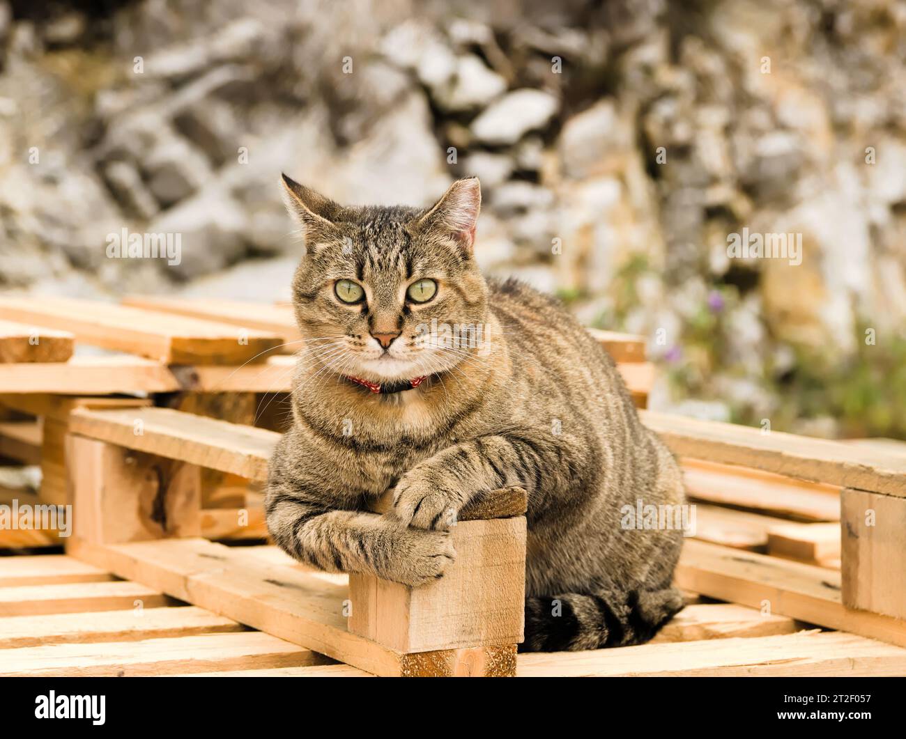Portrait tabby adult cat hi-res stock photography and images - Alamy