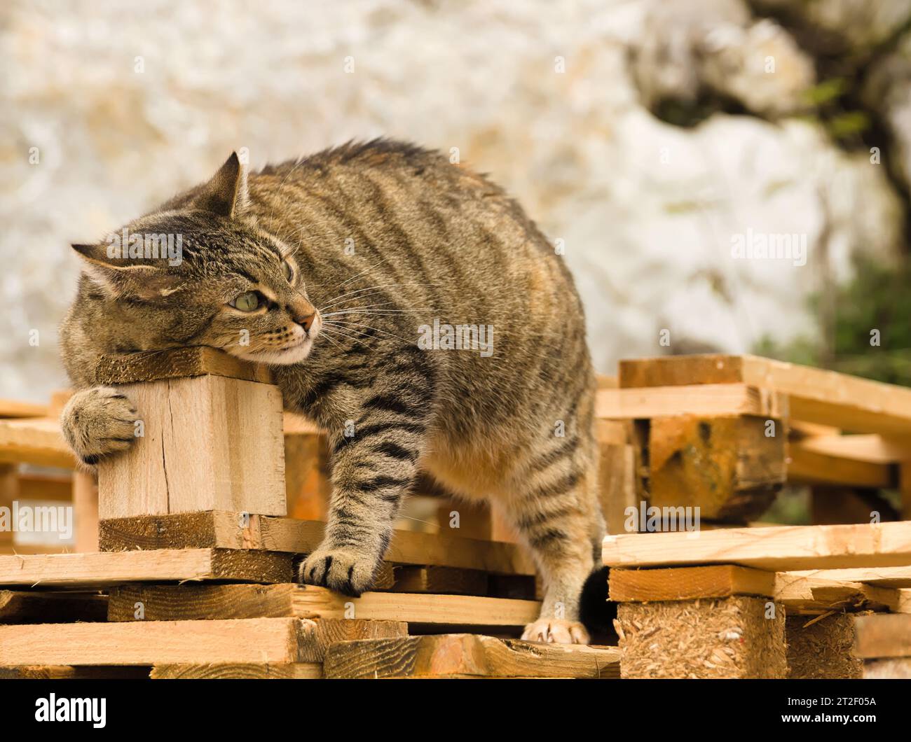 Adult Tabby Cat Marking Area with Cheek Stock Photo - Alamy