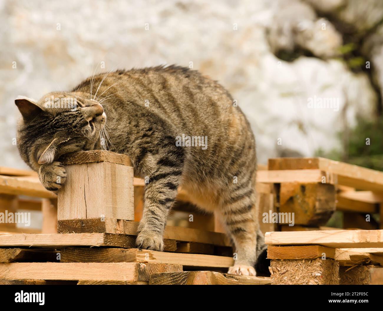 Adult Tabby Cat Marking Area with Cheek Stock Photo - Alamy