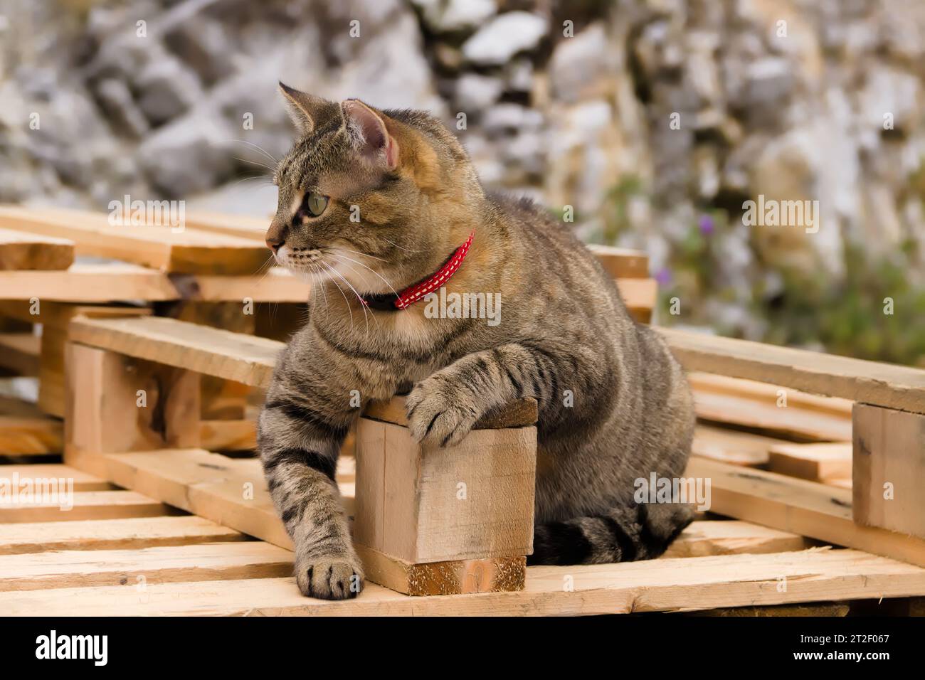 Adult Tabby Cat Marking Area with Cheek Stock Photo - Alamy