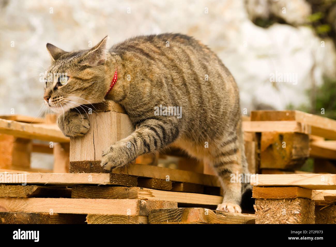 Adult Tabby Cat Marking Area with Cheek Stock Photo - Alamy