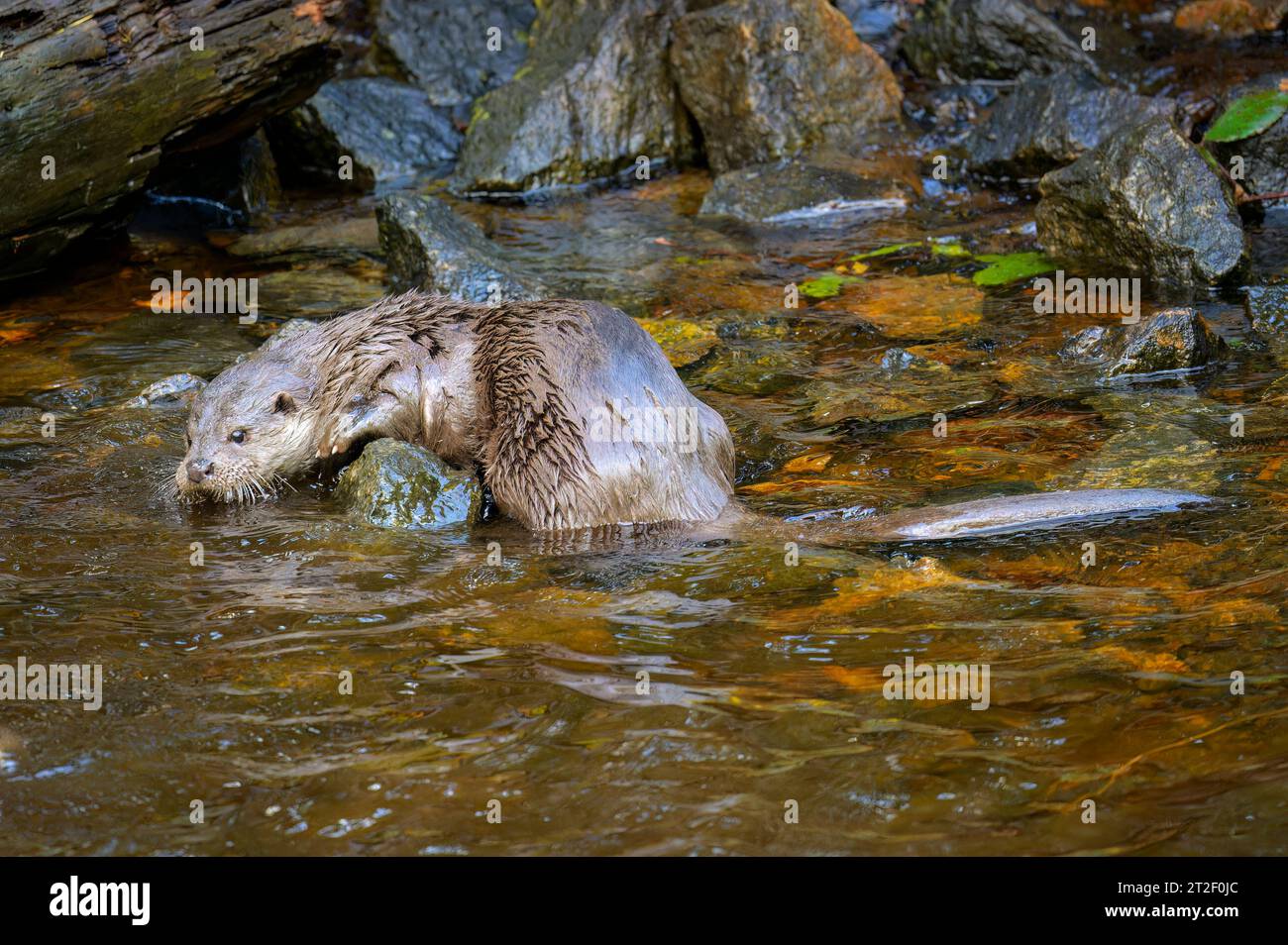 Eurasian otter (Lutra lutra) at the edge of the water, Bavarian forest ...