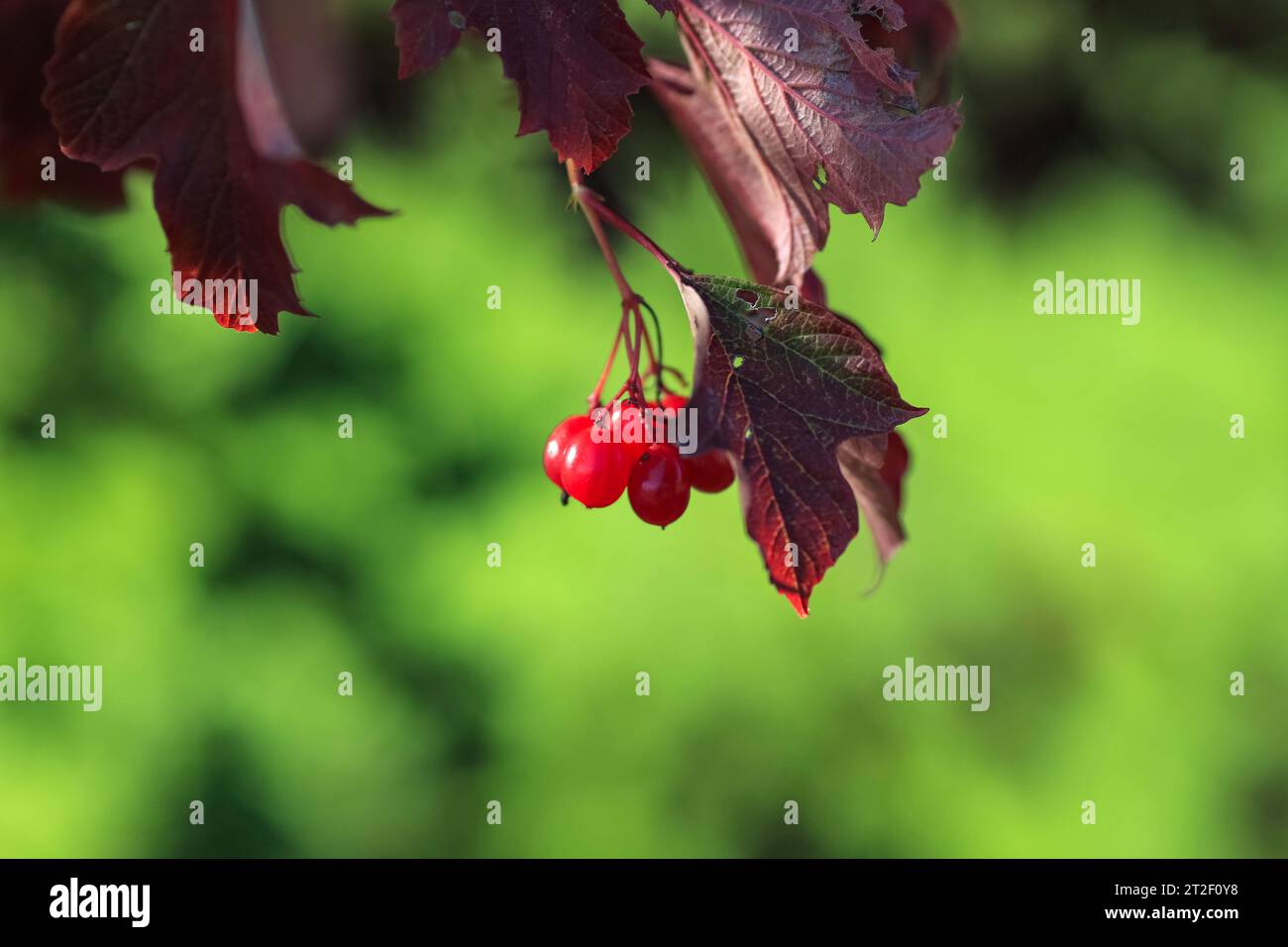 Autumn background with Viburnum branch .Viburnum is a genus of about ...
