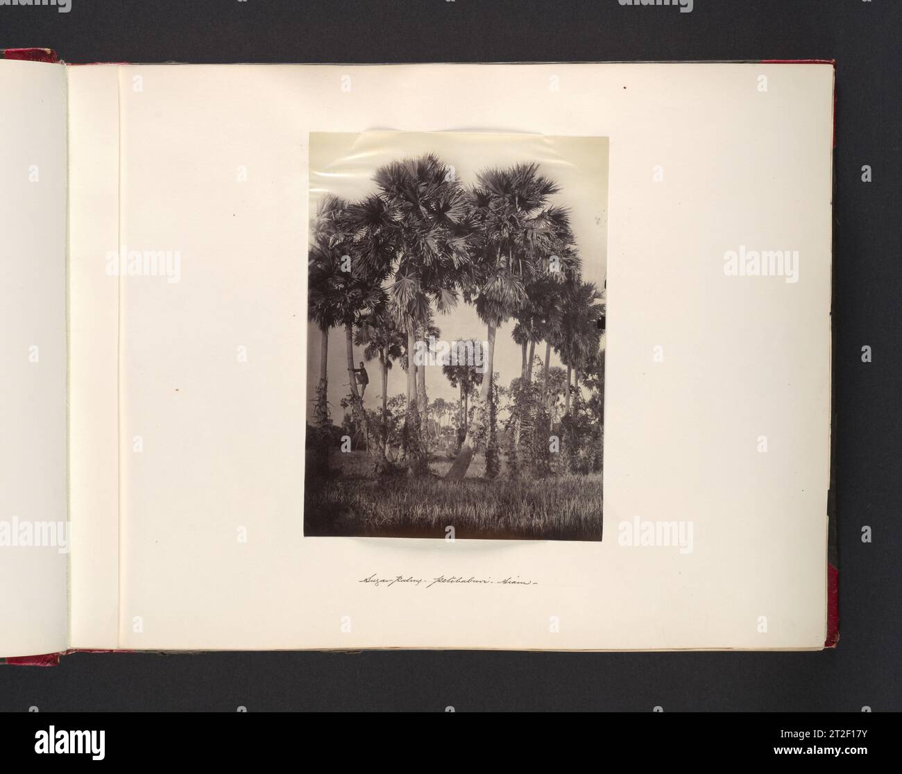Sugar-Palms Petchaburi Siam Attributed to John Thomson British ...