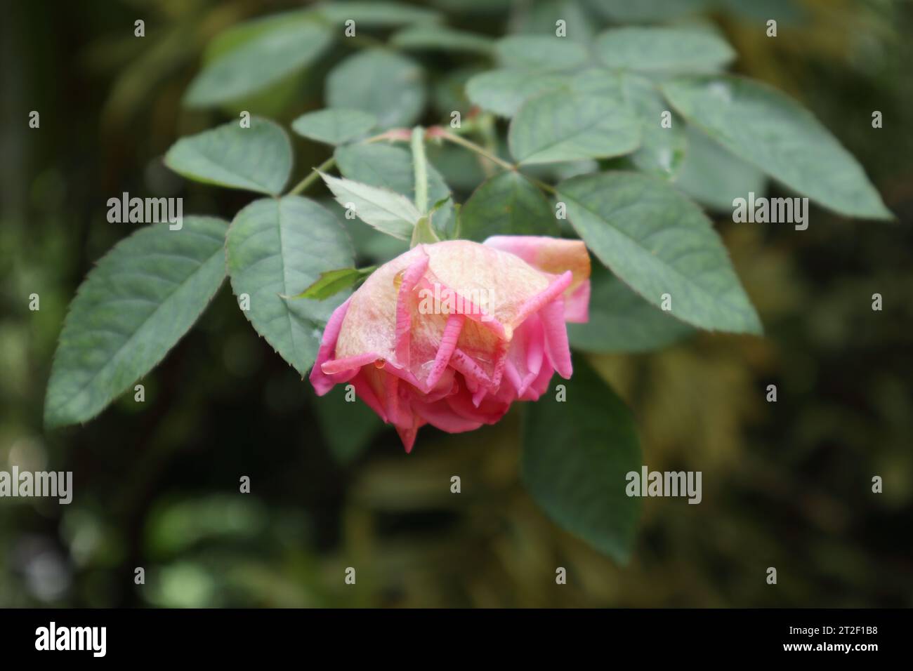 View of a wilted pink rose flower facing downwards after a rain. The ...