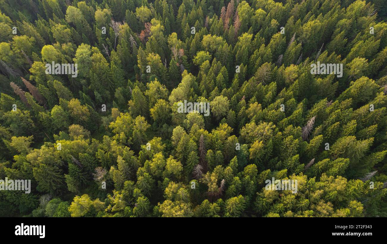 Summer in forest aerial top view. Mixed forest, green deciduous trees ...