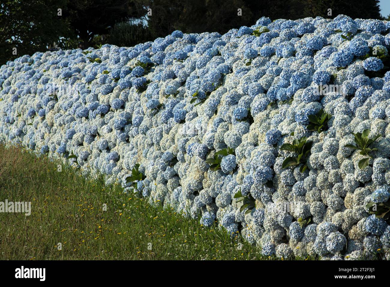 Perennials hydrangeas and trees hi-res stock photography and images - Alamy