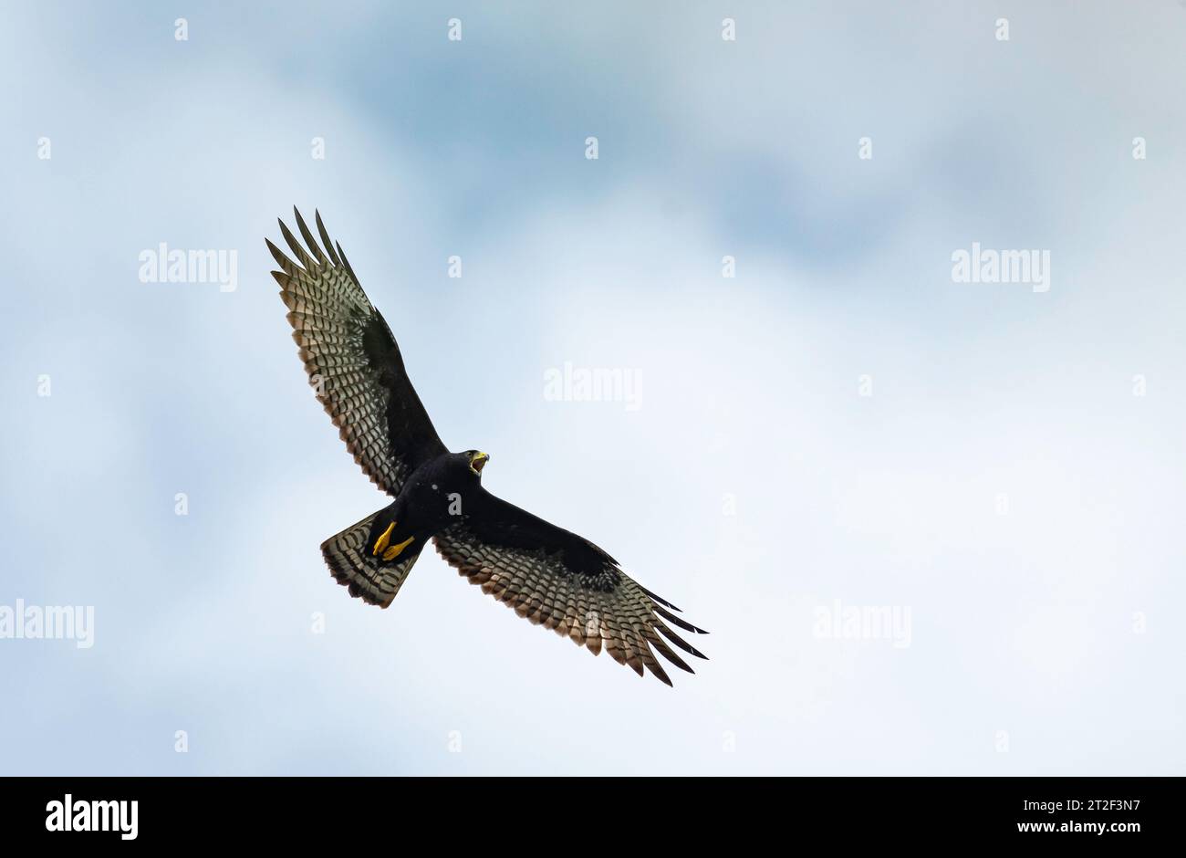 Large black Hawk, a Zone-tailed Hawk (Buteo albonotatus) soaring in the ...
