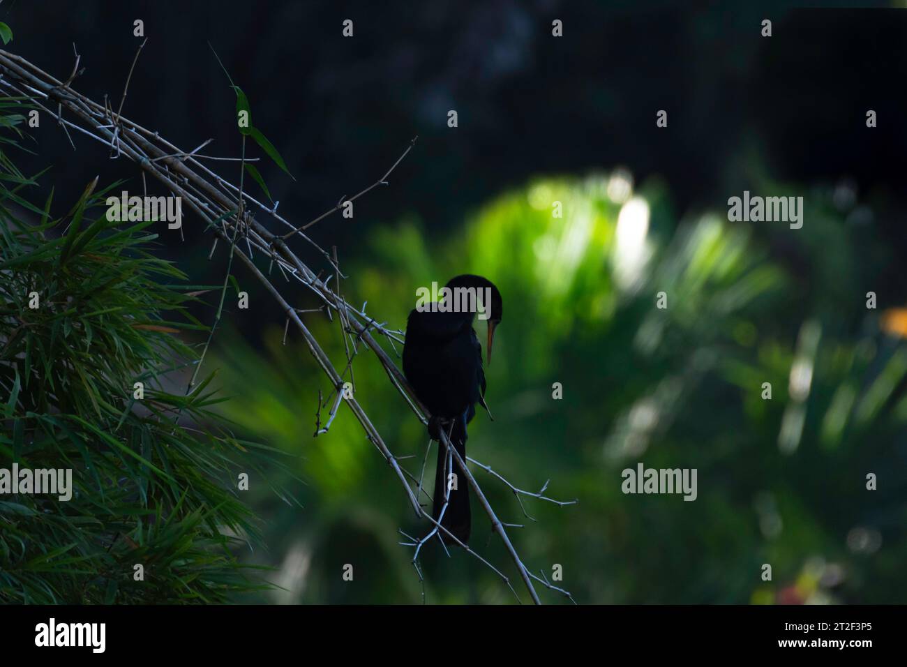 Silhouette of a bird, and Anhinga, posing in a bamboo patch in the ...