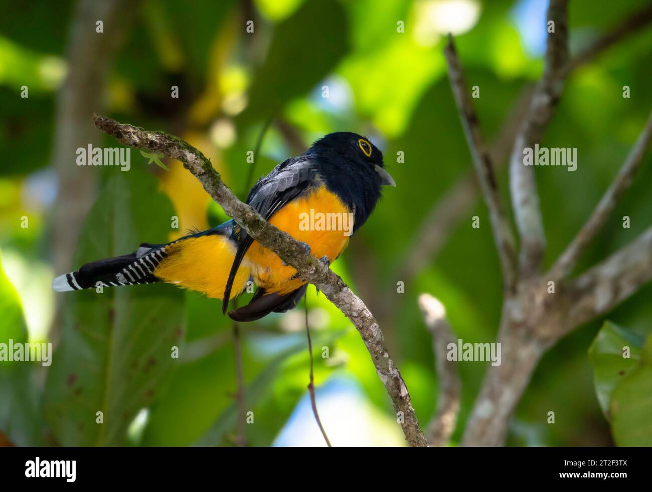 A Guianan Trogon, perched in the rainforest of Trinidad and Tobago ...