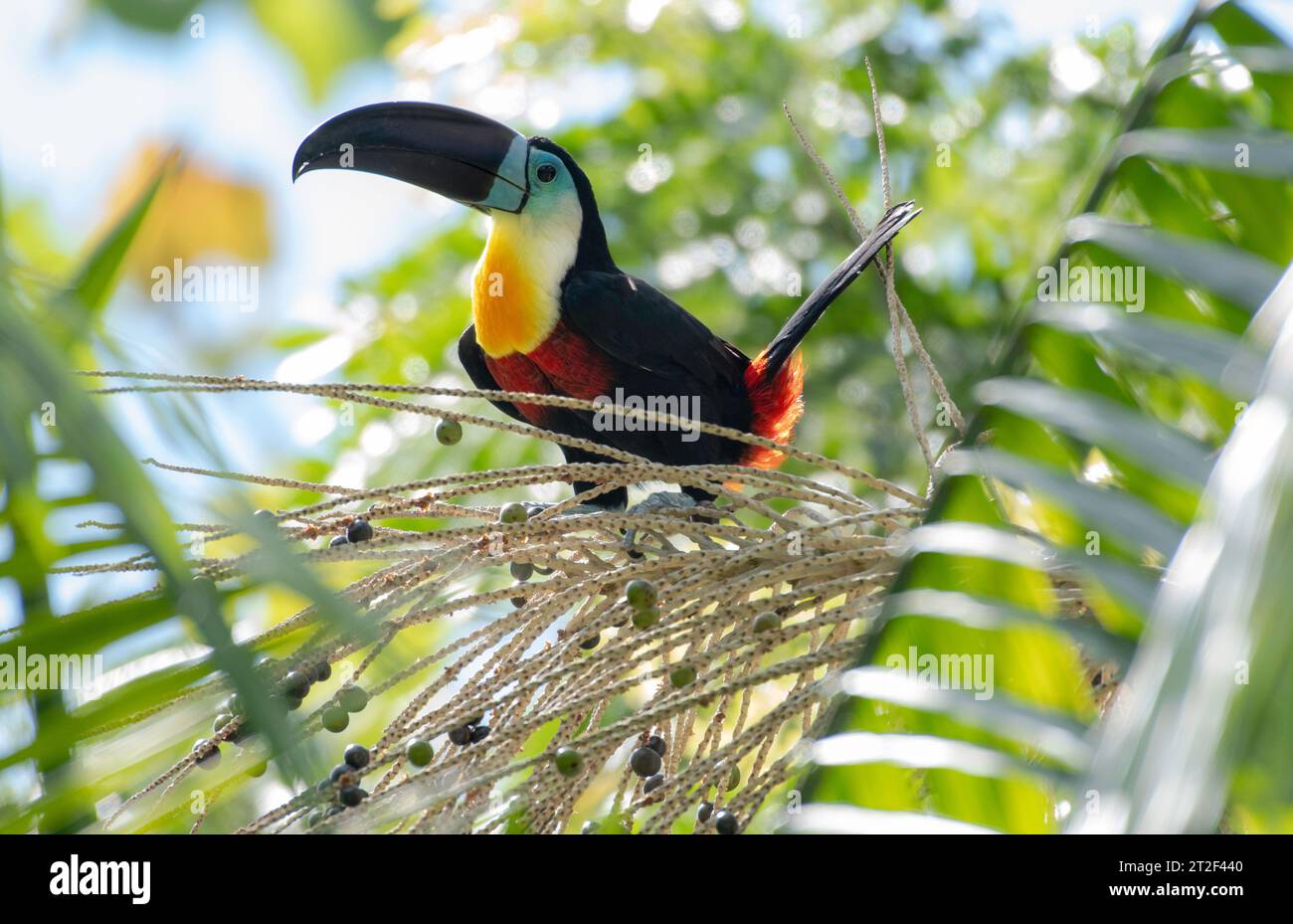 Wild toucan bird animal hi-res stock photography and images - Alamy