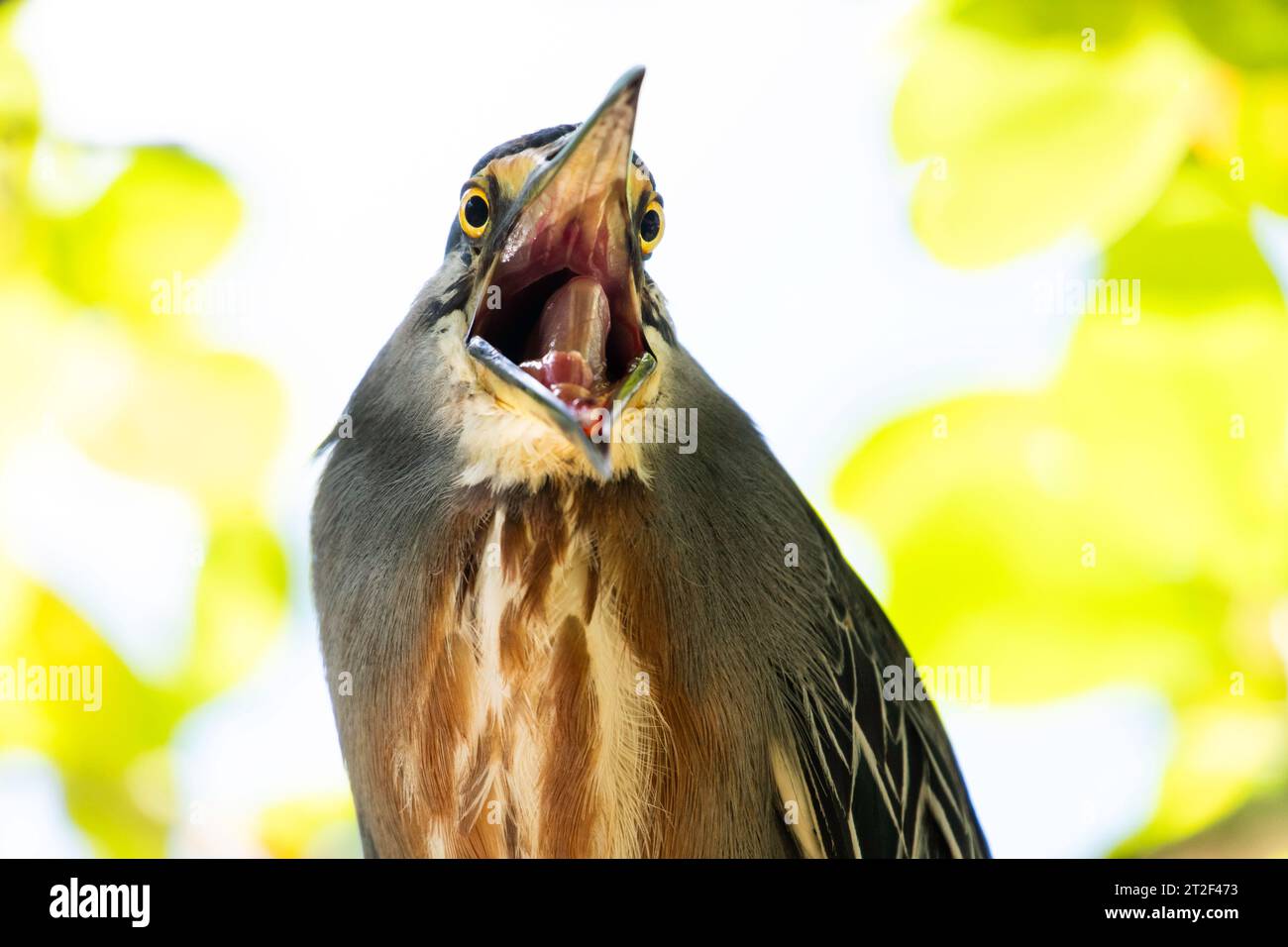 Head shot of a Striated Heron, butorides striata, yawning with beak ...
