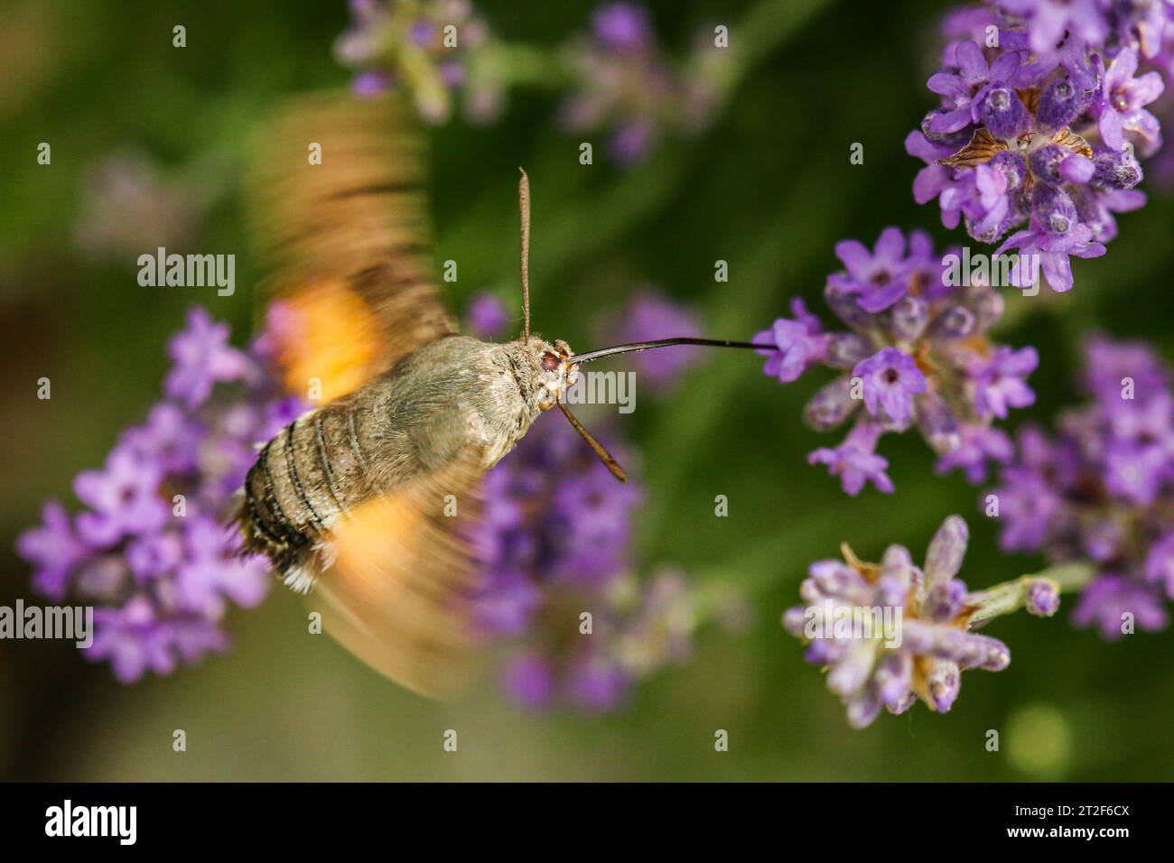 Hummingbird hawk-moth (Macroglossum stellatarum) gathering lavender ...