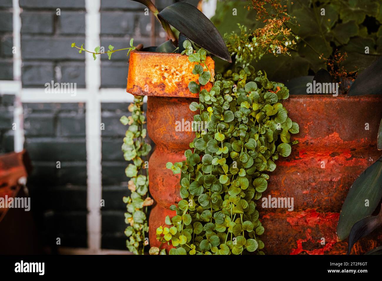 Heavily rusted planted and vining plants with painted brick wall Stock ...