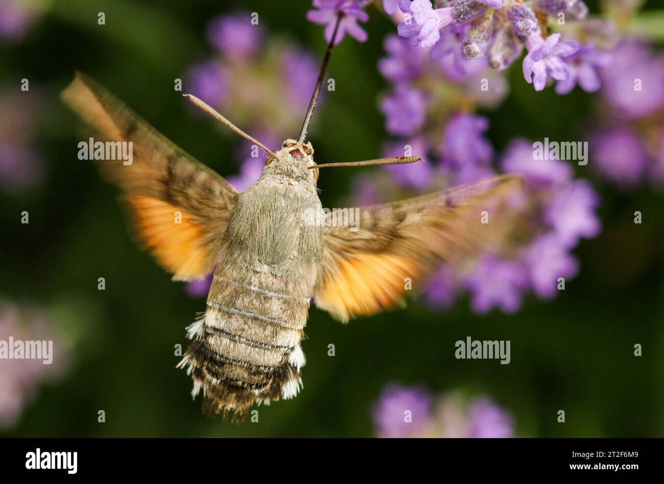 Hummingbird hawk-moth (Macroglossum stellatarum) gathering lavender ...