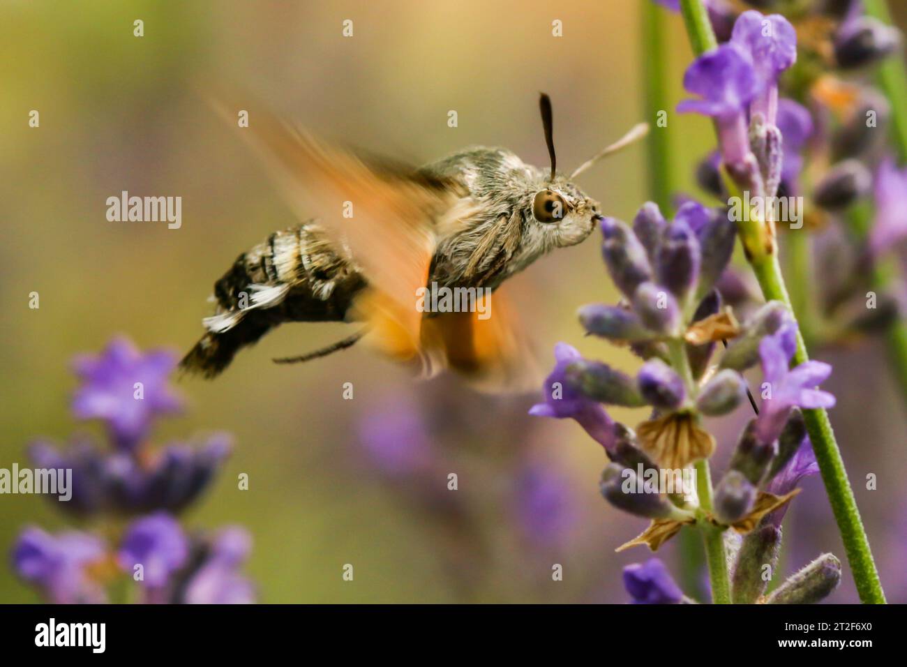 Hummingbird hawk-moth (Macroglossum stellatarum) gathering lavender ...