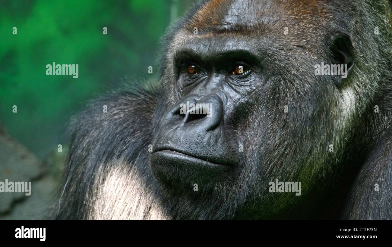 Close-up an adult gorilla looks around against the backdrop of an ...