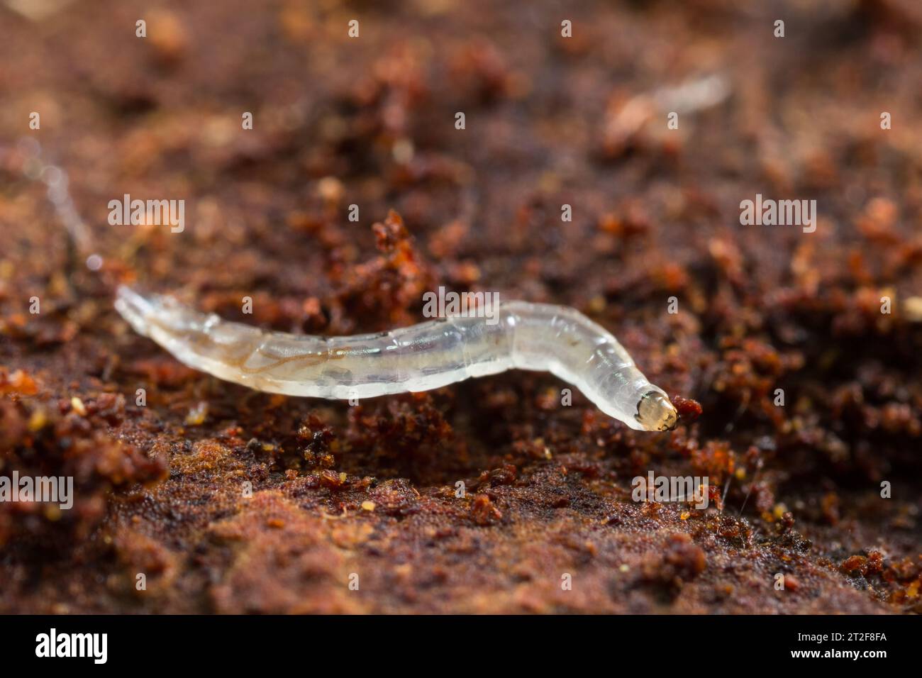 Fungus gnat larva hi-res stock photography and images - Alamy