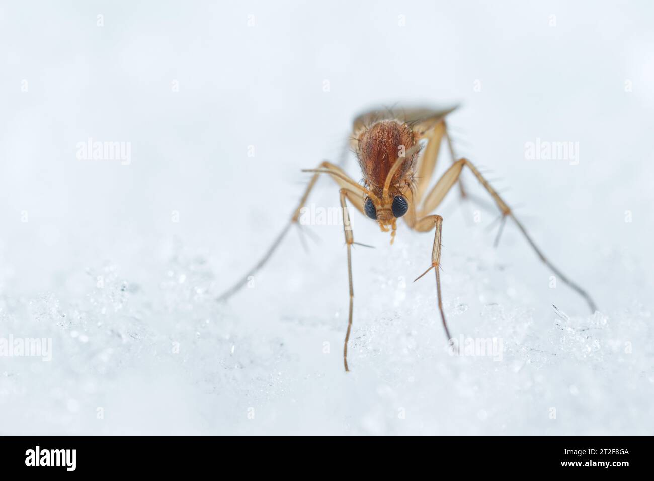 Fungus gnat on snow (Mycetophilidae Stock Photo - Alamy