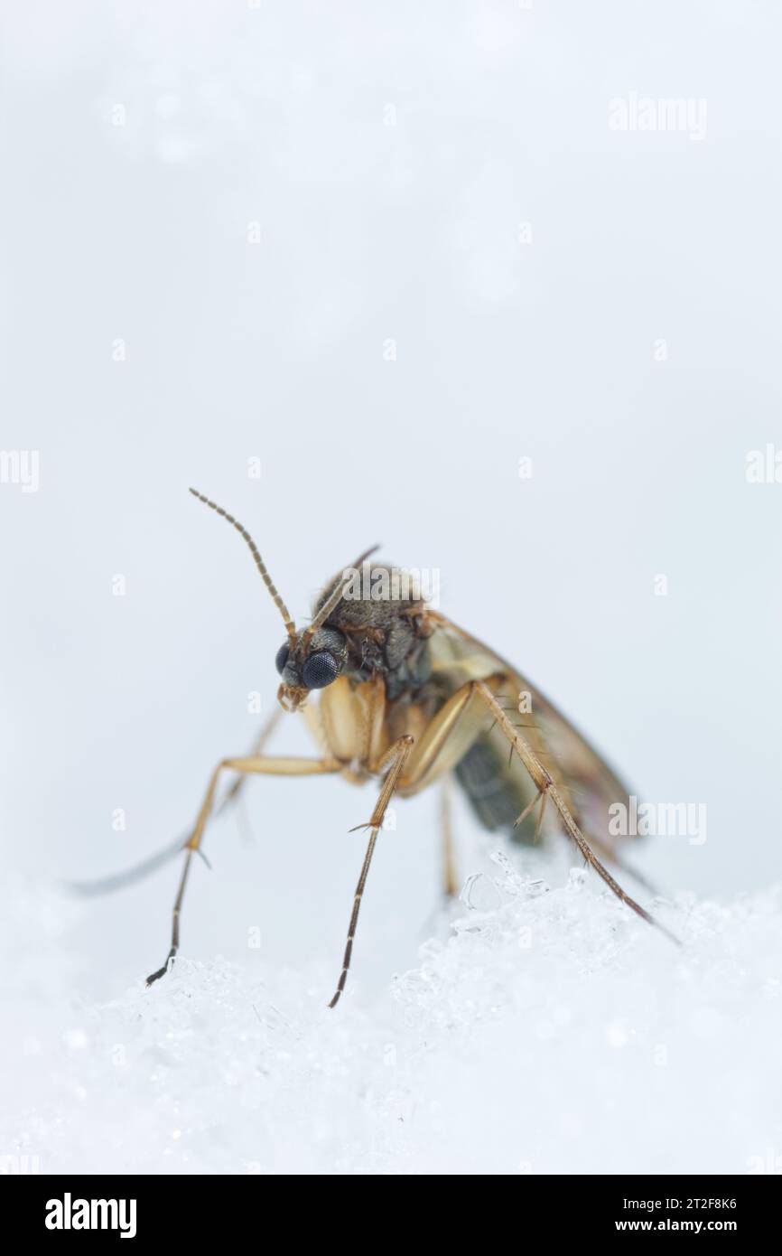 Fungus gnat on snow (Mycetophilidae Stock Photo - Alamy