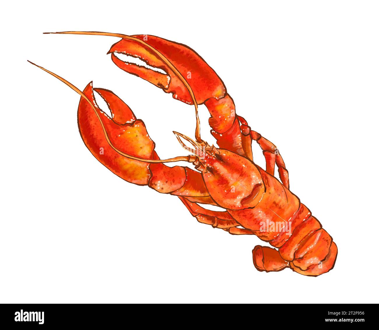 Watercolor seafood illustration, red lobster isolated on white ...