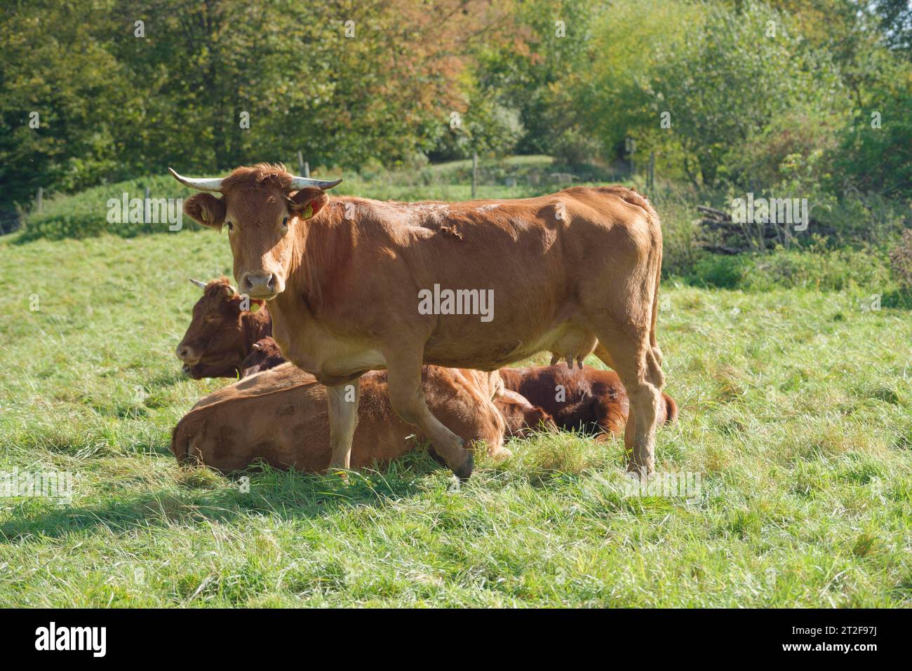 Limpurg cattle grazing in a meadow opposite Comburg Castle, farm animal ...