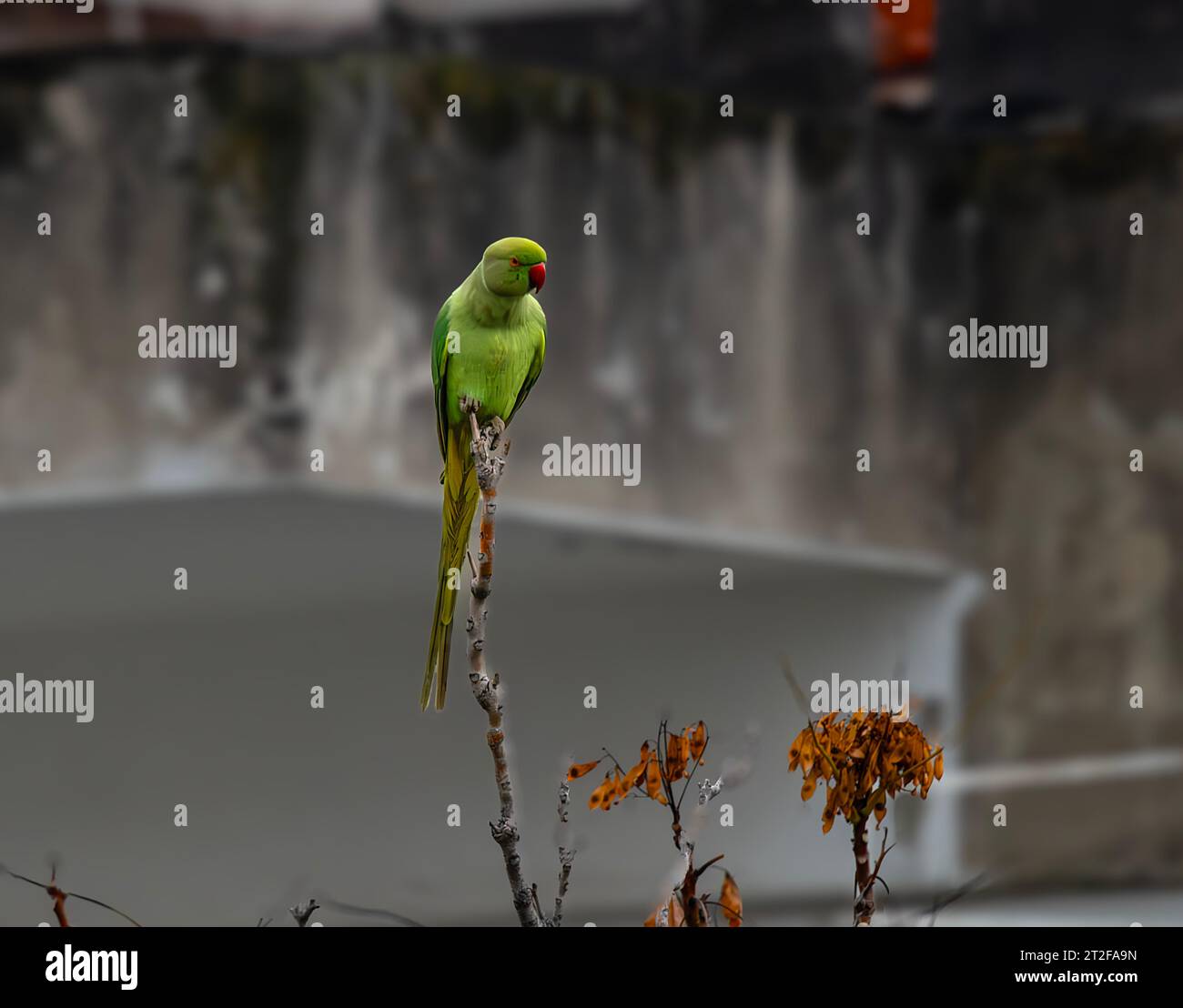 National animal of pakistan hi-res stock photography and images - Alamy