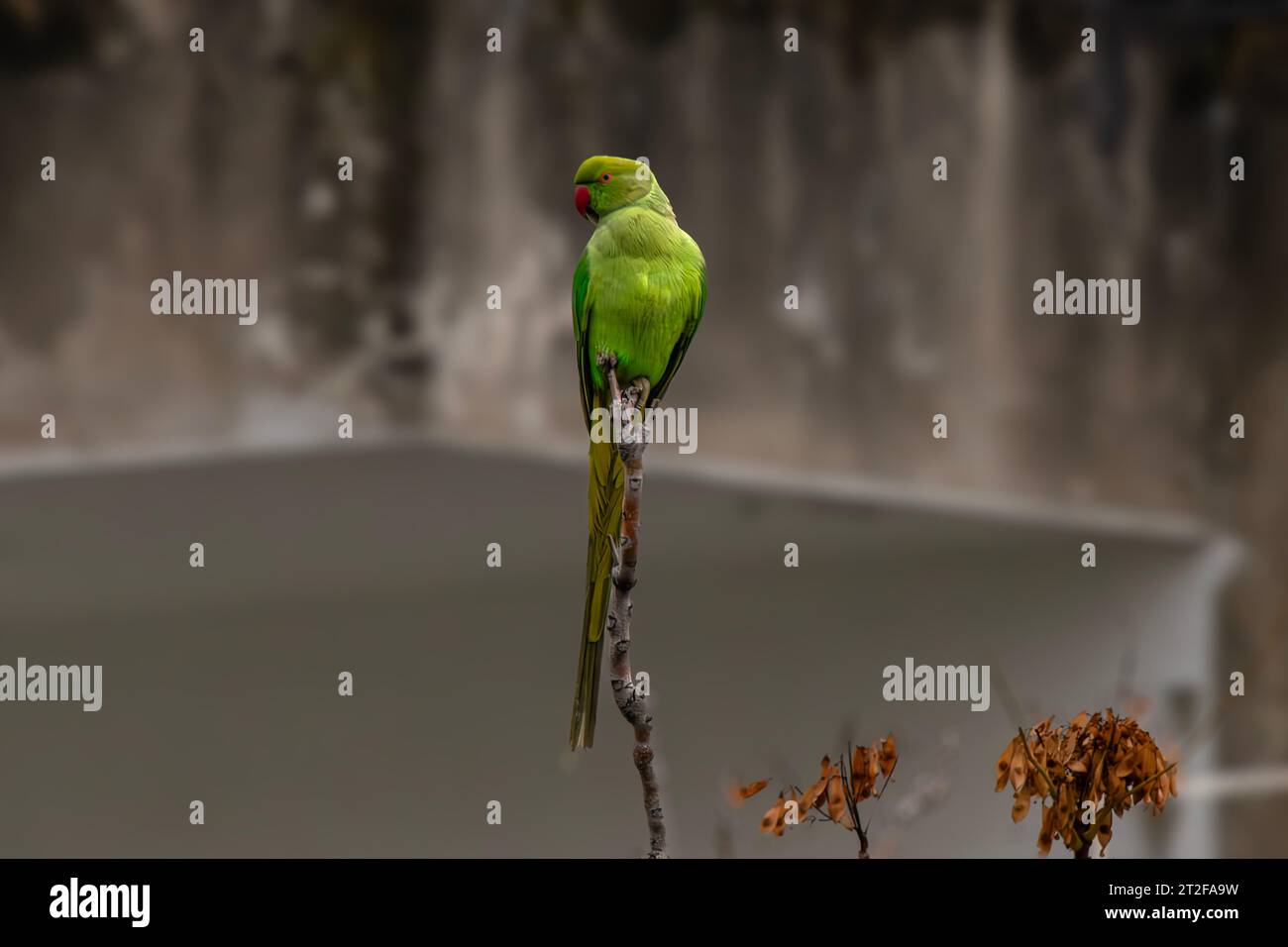 National animal of pakistan hi-res stock photography and images - Alamy