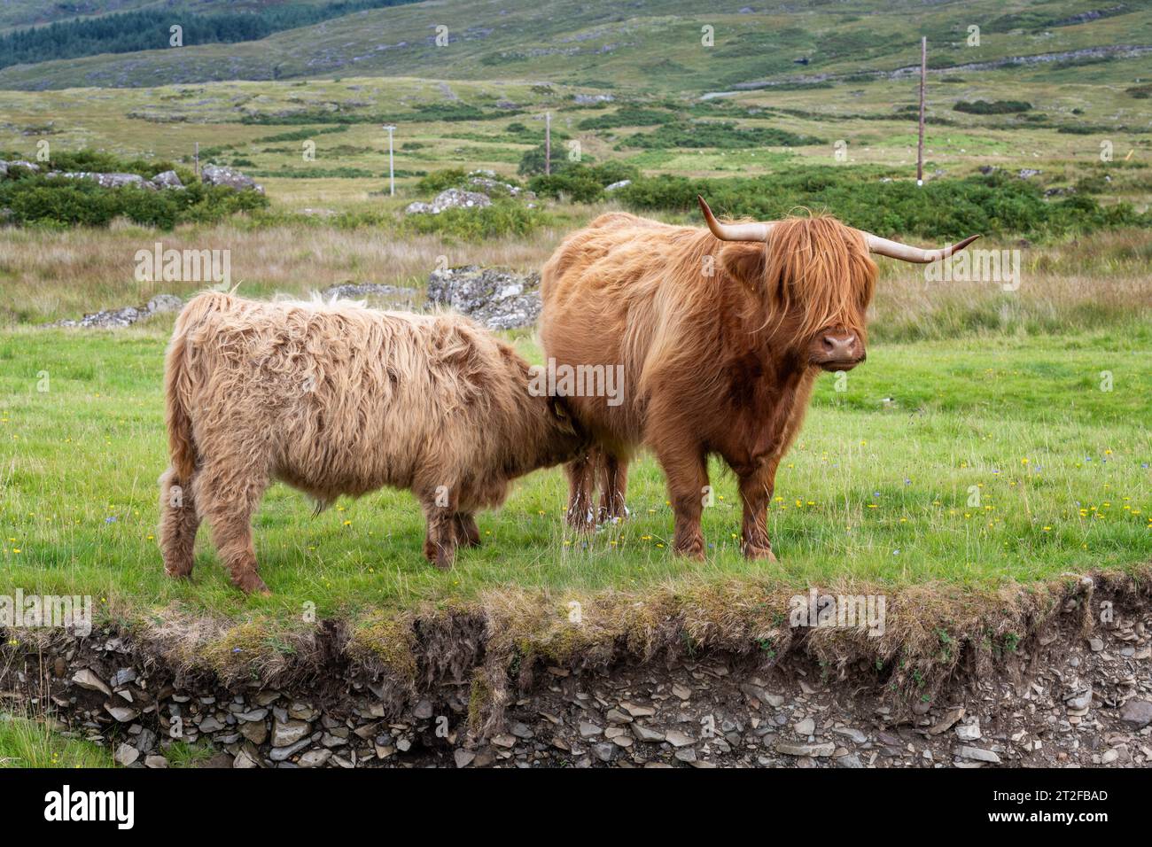 Scottish Highland Cattle, Highland Cattle or Kyloe, Isle of Mull ...