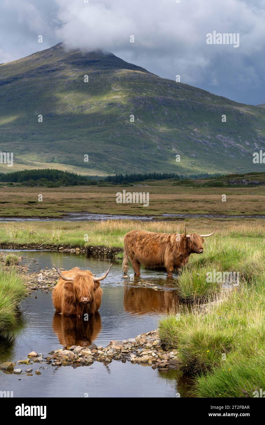 Scottish Highland Cattle, Highland Cattle or Kyloe standing in a stream ...