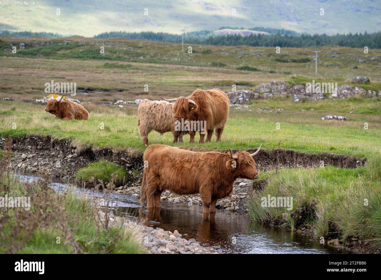 Scottish Highland Cattle, Highland Cattle or Kyloe, Isle of Mull ...