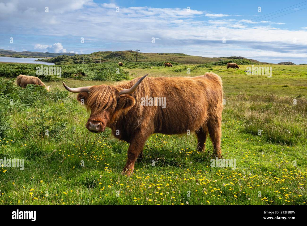 Scottish Highland Cattle, Highland Cattle or Kyloe, Isle of Mull ...