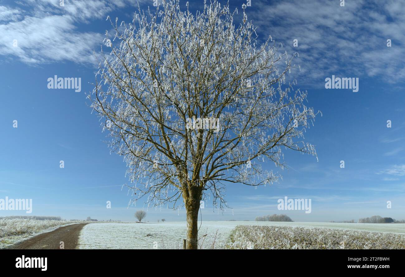 Tree with frost hi-res stock photography and images - Alamy